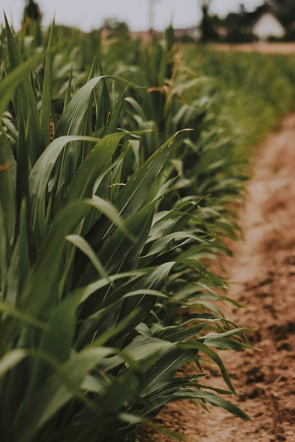 Mary Morrell: With God we can change our ruts into life-giving furrows ...
